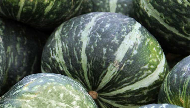 Squash shipment to China may prompt more local growers to join market ...