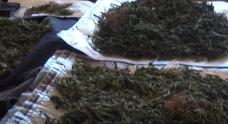 Eight facing drug charges after seizure of 3,222 cannabis plants, ammo ...