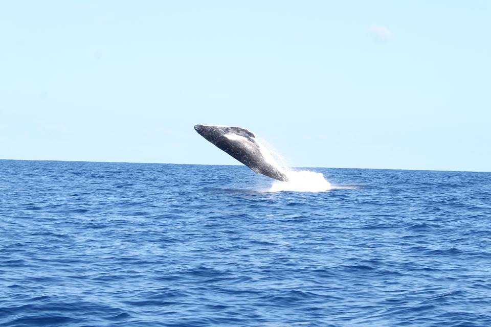 Swimming with whales disturbing natural behaviour - Kaniva Tonga News