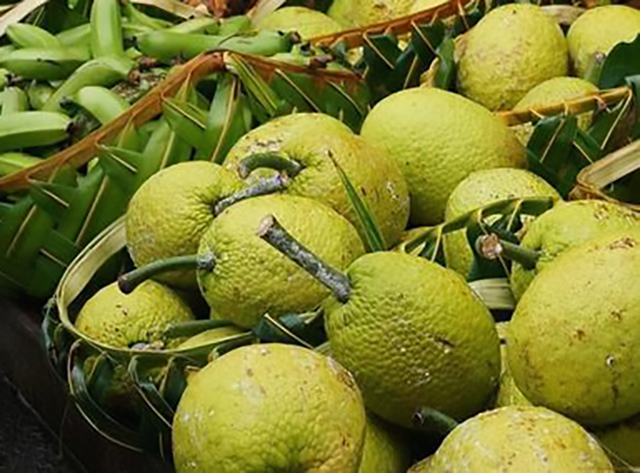 Canadian report heaps praise on breadfruit and shows where Tongan ...